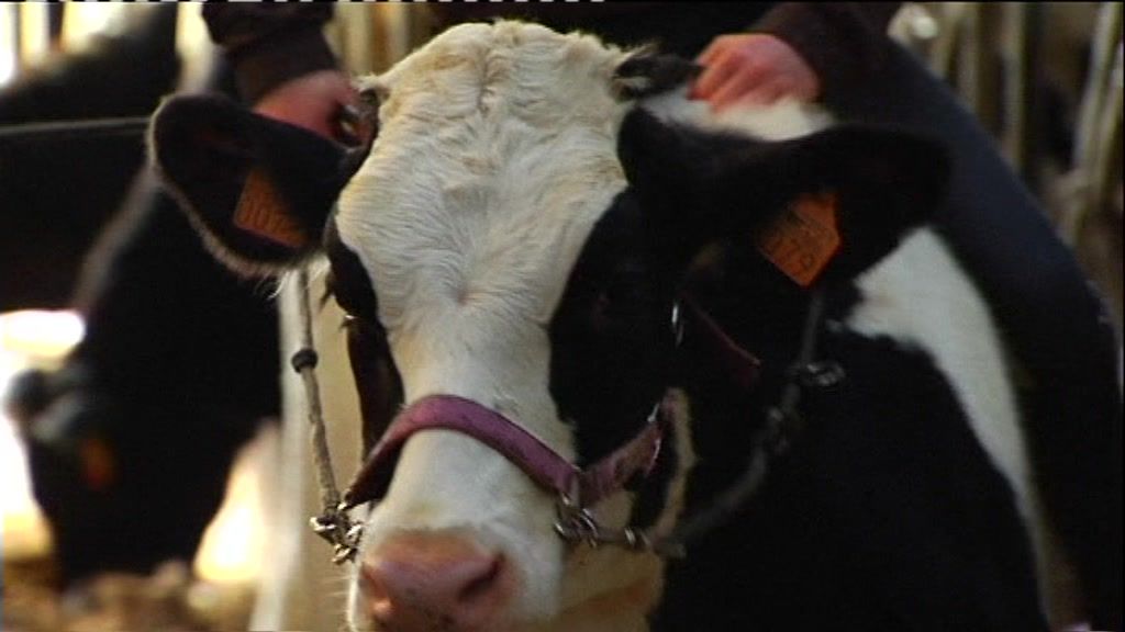 Video: Meet the hurdle jumping cow from Belgium - BBC Newsround