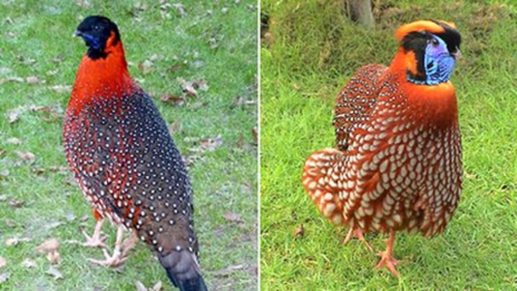Rare tragopan pheasants sent from Highland Wildlife Park to India - BBC ...