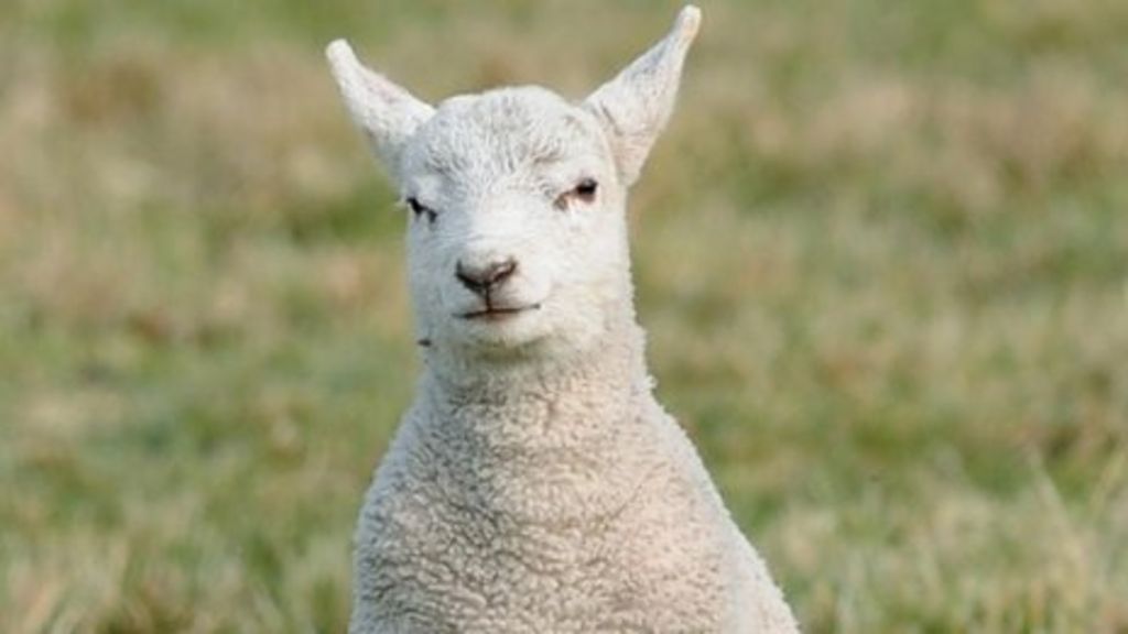 Scottish lamb: Farmers take message to supermarkets - BBC News