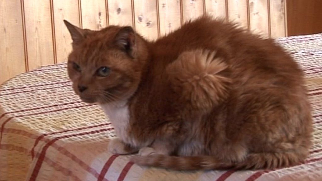 Crackers diet of 24-year-old cat - BBC News