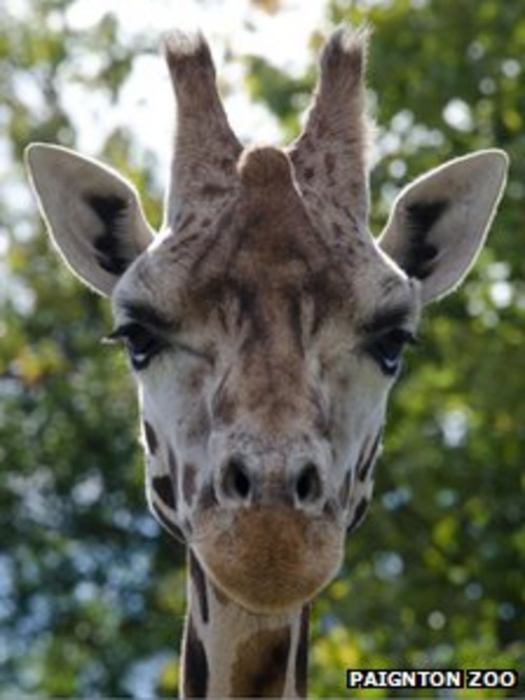 Paignton Zoo giraffe's Chessington move aided by special trailer - BBC News