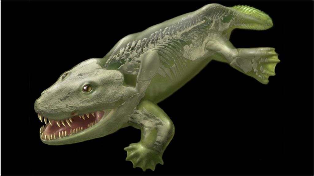 Tetrapod anatomy: Backbone back-to-front in early animals - BBC News