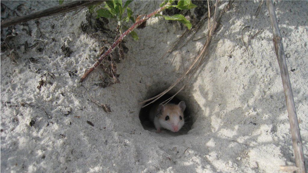 Mouse burrowing 'in their genes' - BBC News