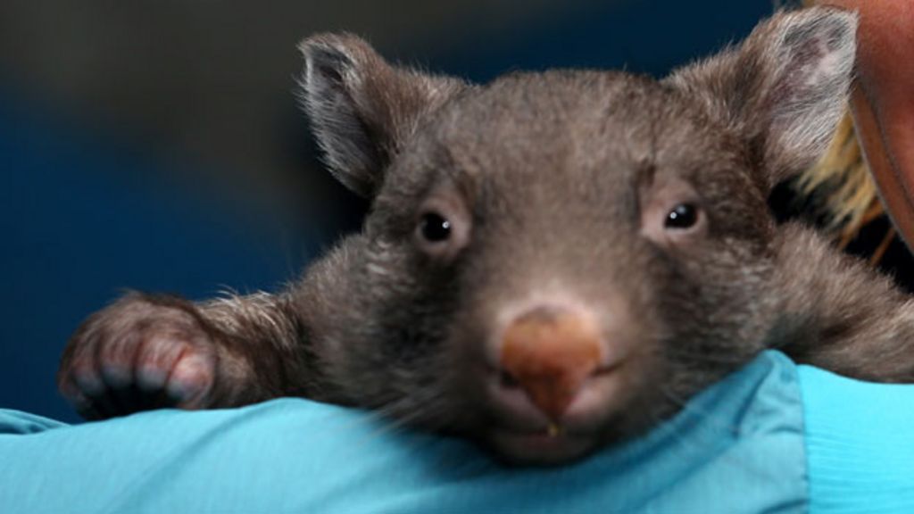 Australia's wombats struggling to survive - BBC News