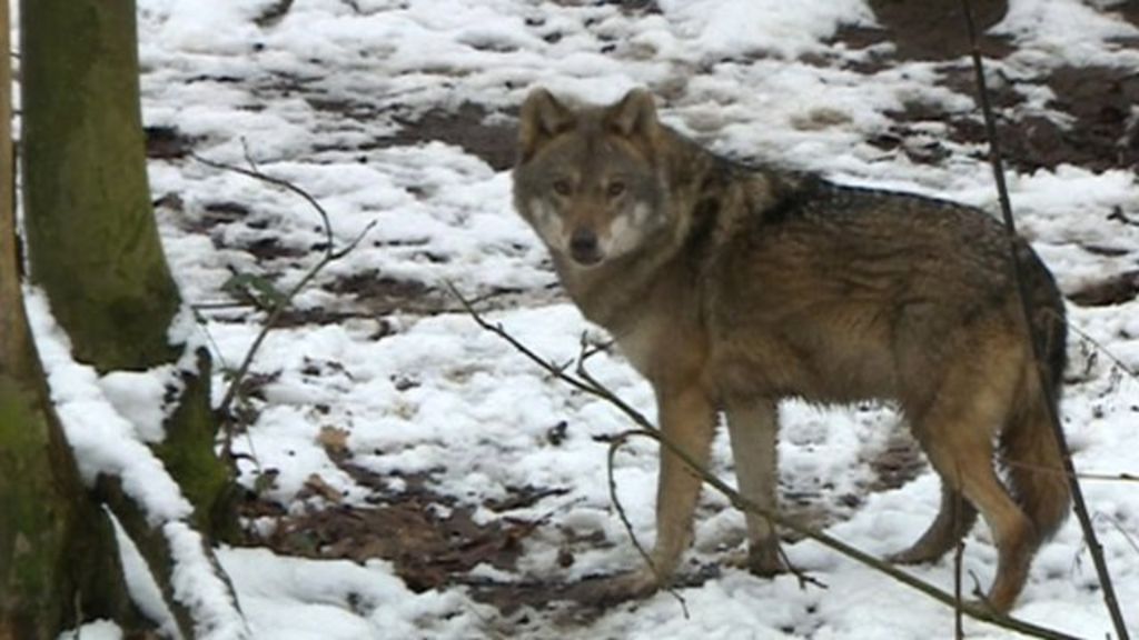 Scientists discover how pet dogs evolved from wolves - BBC News