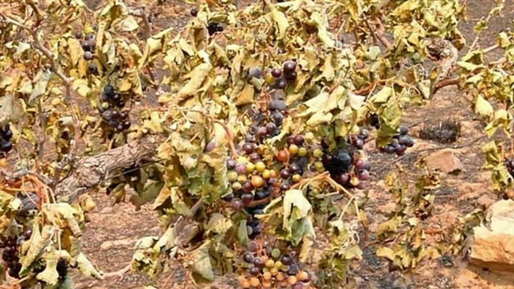 Thousands of hectares of vineyards destroyed by fires - BBC News