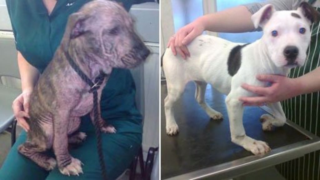 Sick and deformed puppies dumped in Slough - BBC News
