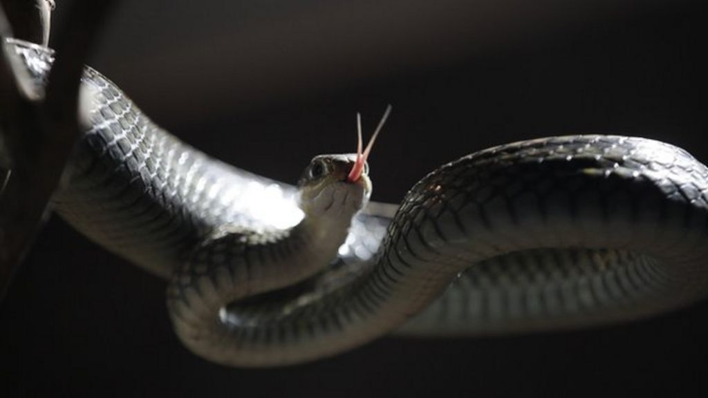 Profits rise in China's 'snake village' of Zisiqiao - BBC News