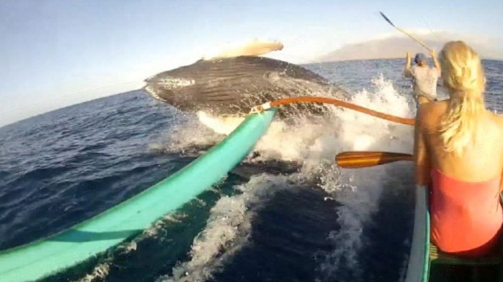 Watch an amazing video of a whale crashing into a canoe - BBC Newsround