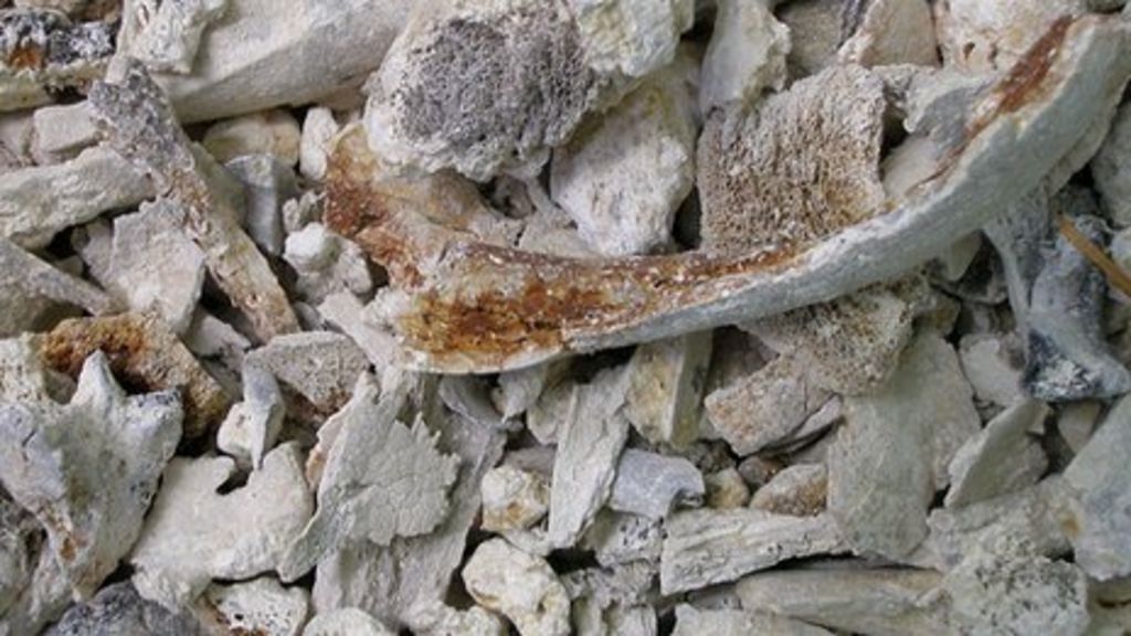 Mersea Island ancient bones to be examined - BBC News