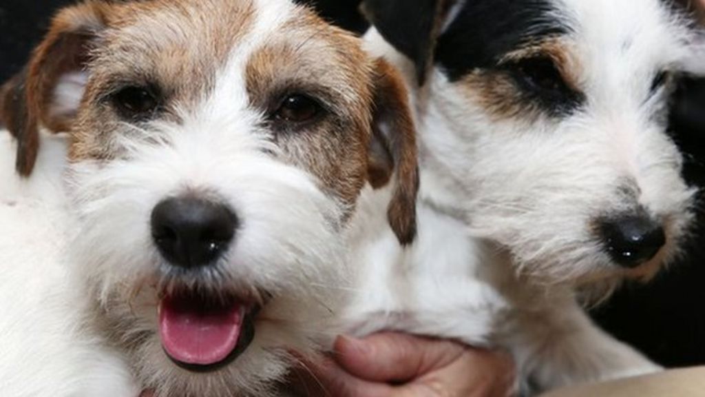 All dogs to be chipped in England - BBC Newsround