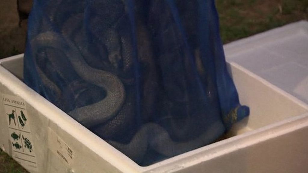 2,000 snakes found in fruit boxes at Hong Kong airport - BBC Newsround