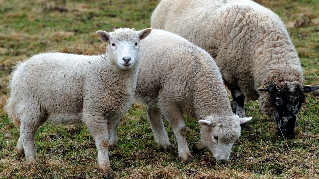 Schmallenberg virus cases increase in Welsh lambs - BBC News