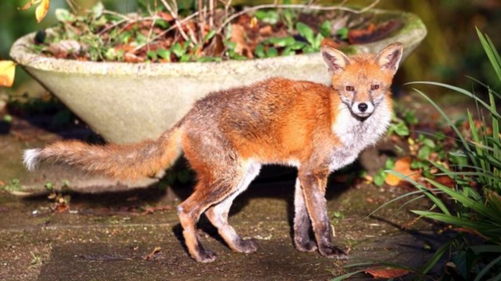 Prof Stephen Harris: Fox cull 'won't address problem' - BBC News