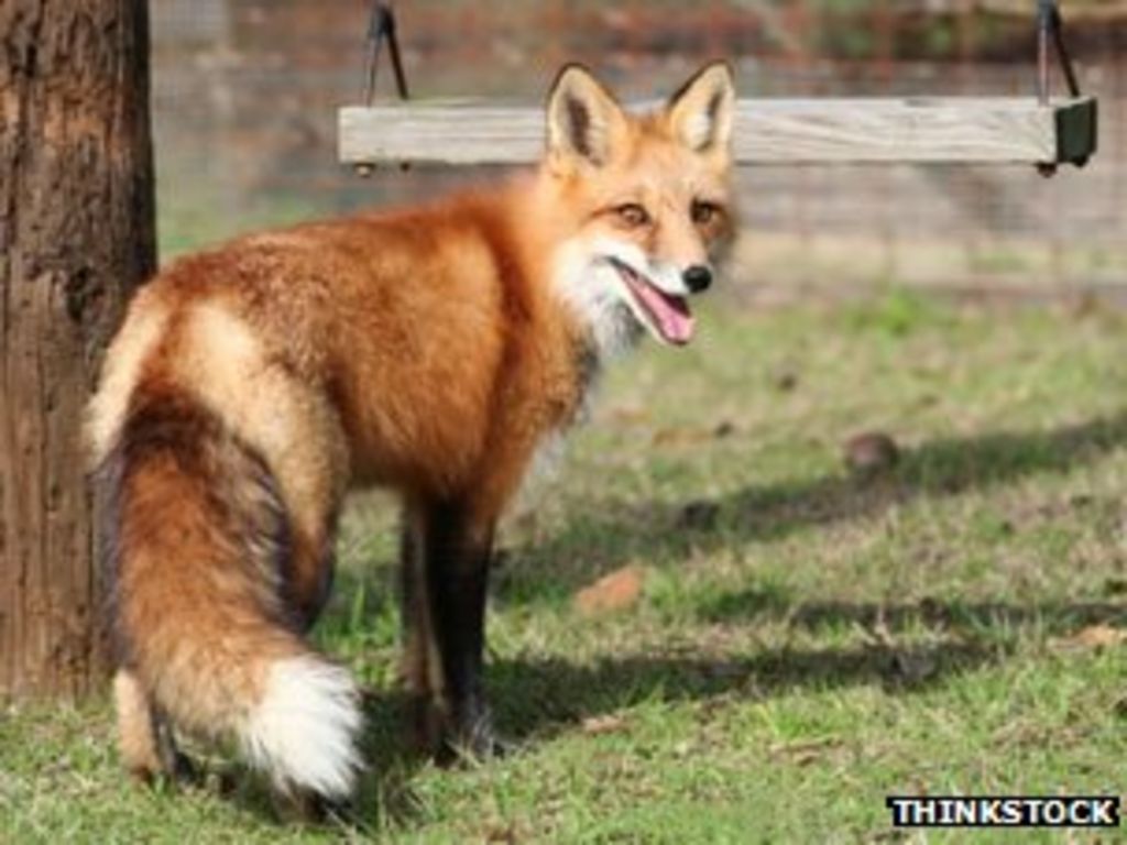 Who, What, Why: Are urban fox numbers rising? - BBC News