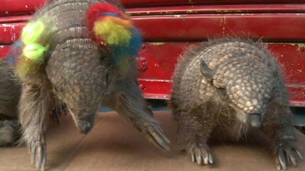 Armadillo instruments divide opinion in Bolivia - BBC News