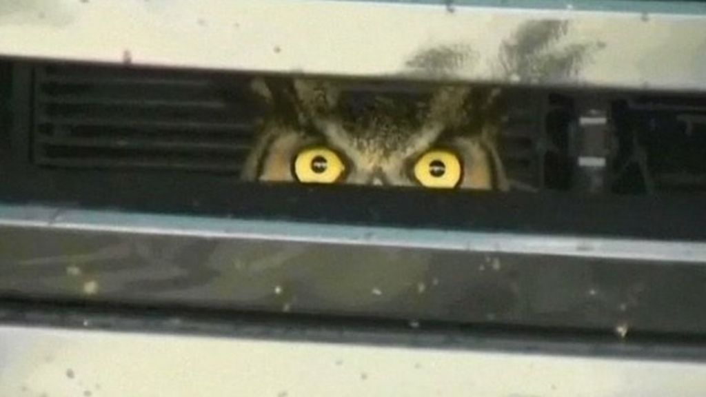 Owl report - BBC Newsround