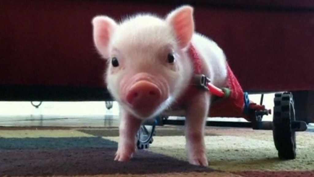 Vet makes tiny wheelchair for disabled piglet - BBC News