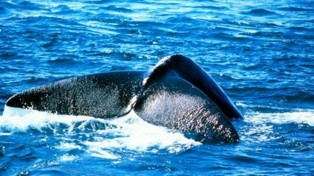 Whales benefit from action on ocean noise - BBC News