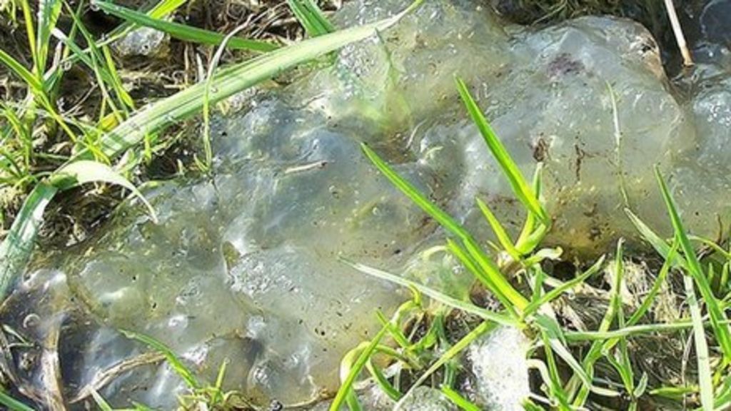 Scientists find slime on nature reserve after meteor shower - BBC News