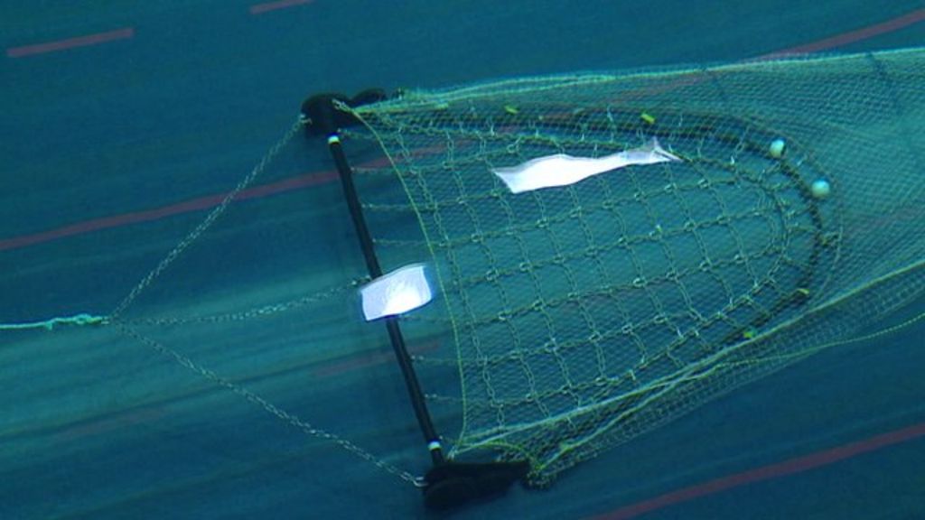 Can new technology save fish? - BBC News