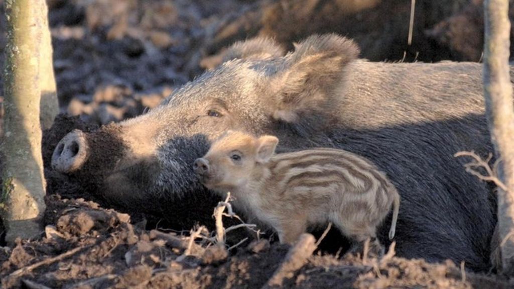 Wild boar return to Kent and Sussex - BBC News