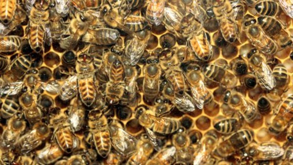 Bees in eastern Scotland have lower survival rate, researchers say ...