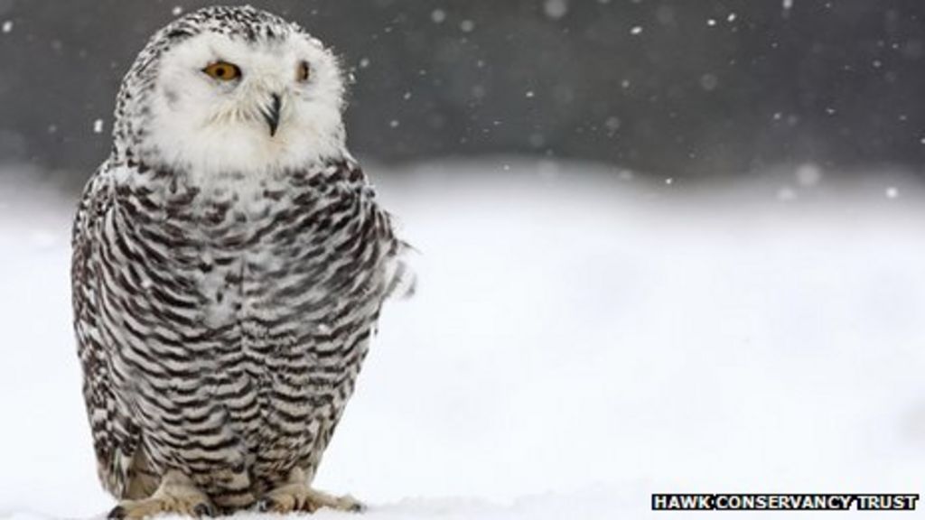 Snowy owl spotted in Cairngorms - BBC News