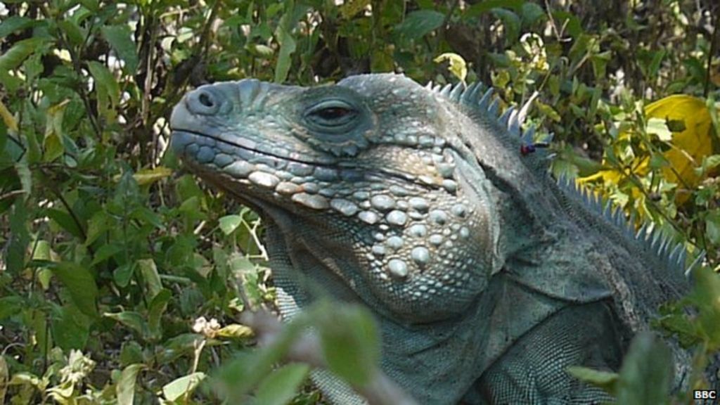 Triumph of the blues - iconic iguana saved by trade ban - BBC News