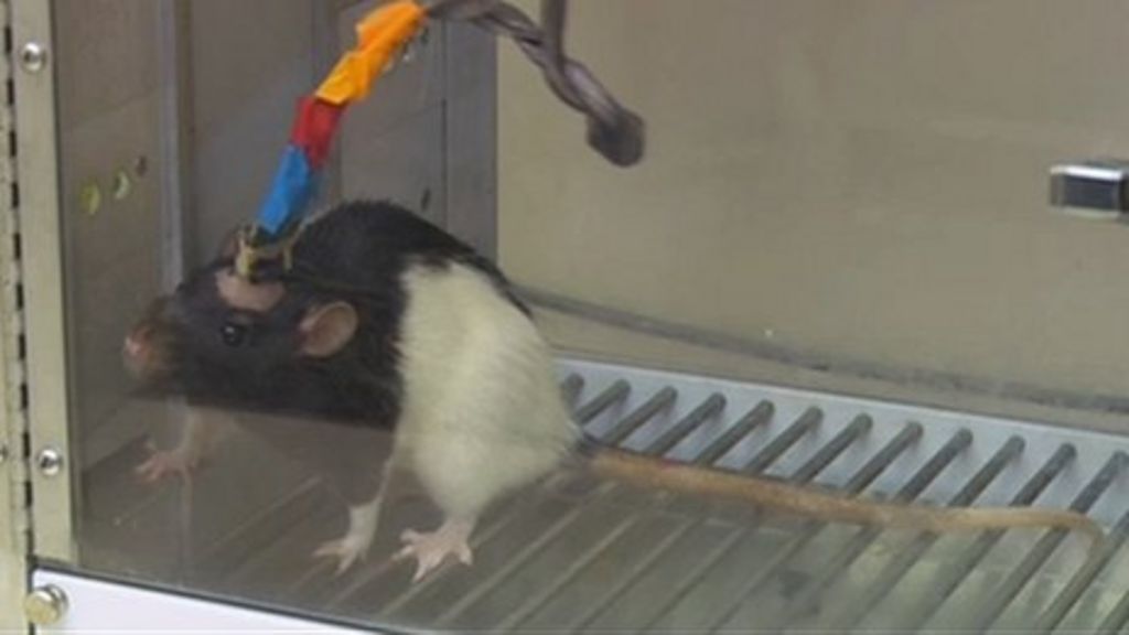 One rat brain 'talks' to another using electronic link - BBC News