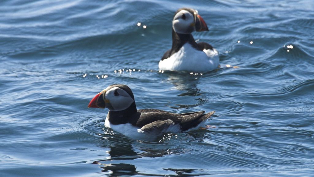 Alderney Wildlife Trust expands puffin webcam project - BBC News