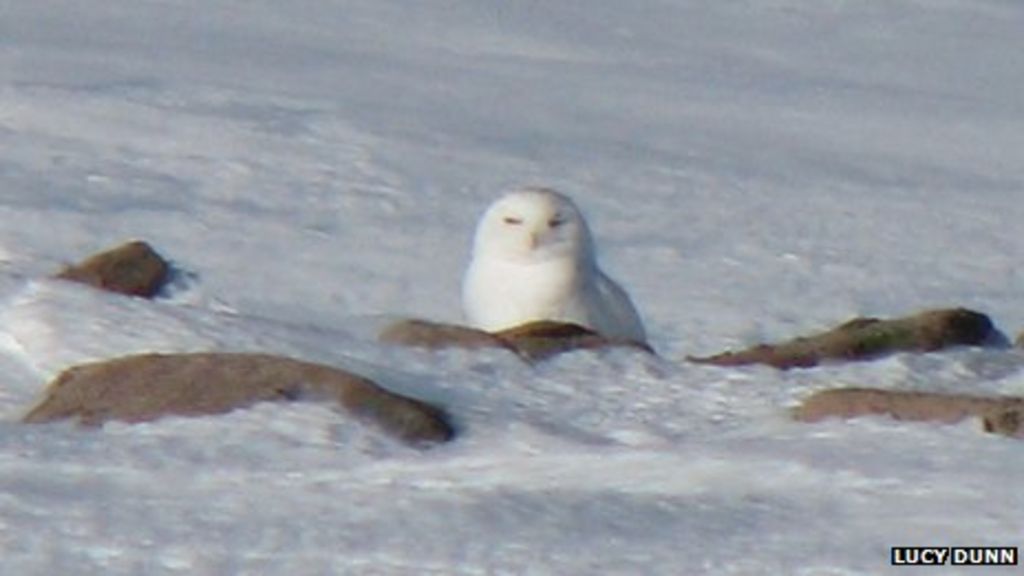 Images show rare snowy owl in Cairngorms - BBC News