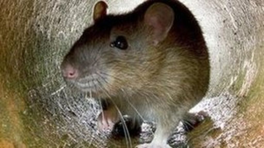 Rat infection: North Wales owner catches hantavirus - BBC News