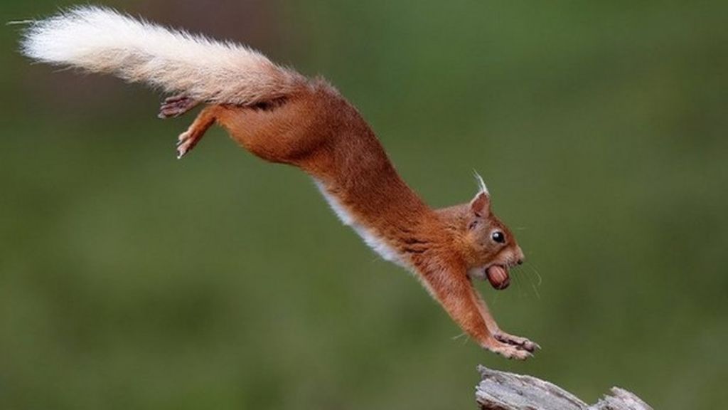 Pictures: Amazing mammal photo winners - BBC News
