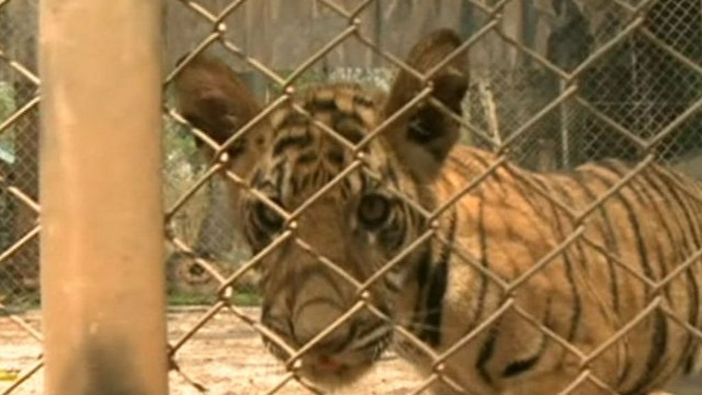 No real freedom for tigers saved from traffickers - BBC News