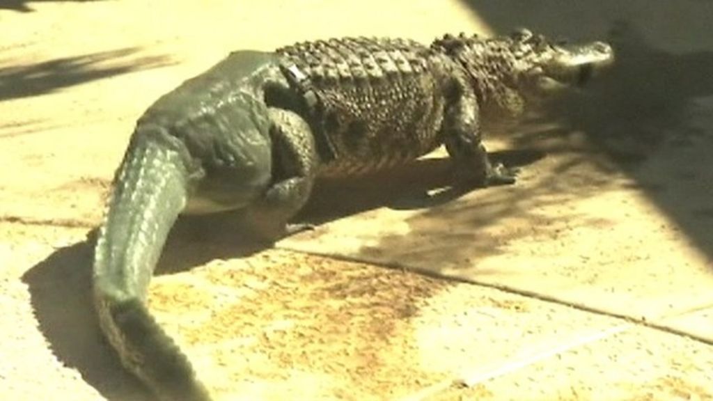 'World's first' alligator receives prosthetic tail - BBC News