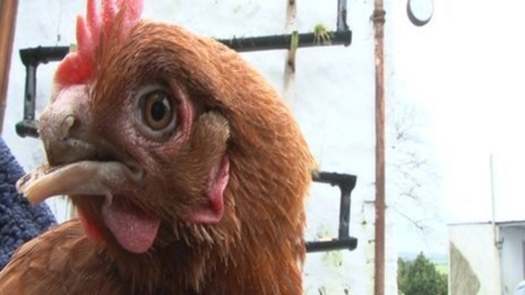 Beaky Becky: The bird with a new prosthetic beak - BBC News