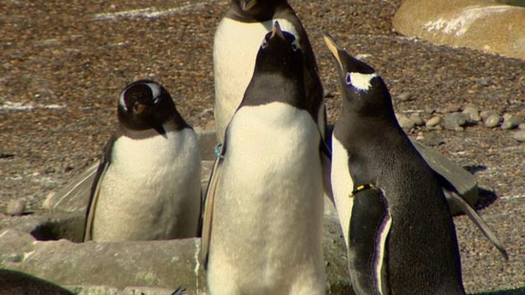 Penguins return to Edinburgh Zoo - BBC News