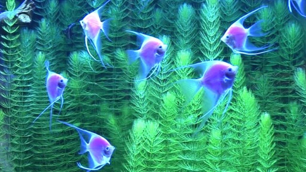 Fluorescent fish in Taiwan - BBC News