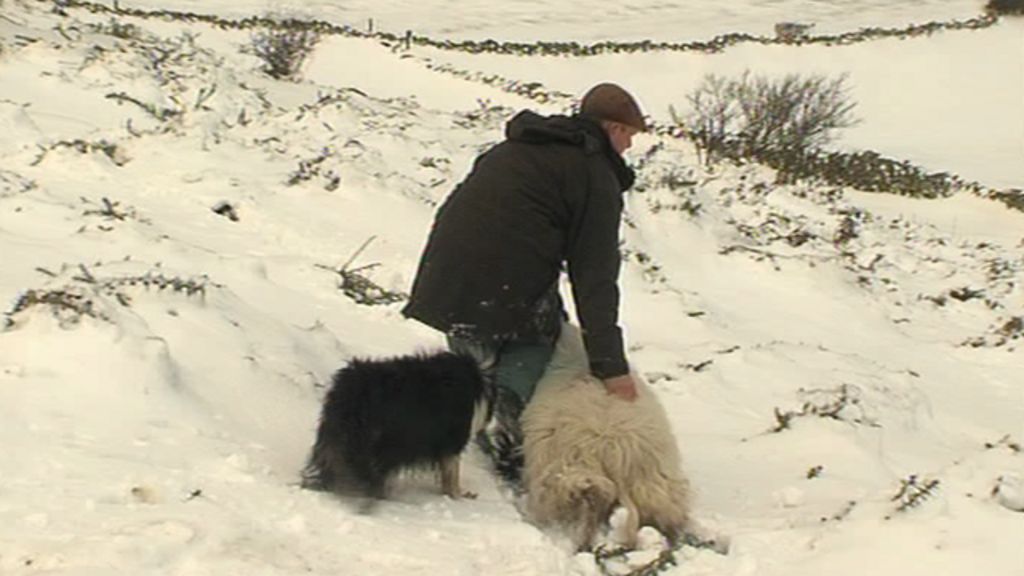 Farmer's battle to find sheep trapped by snow - BBC News