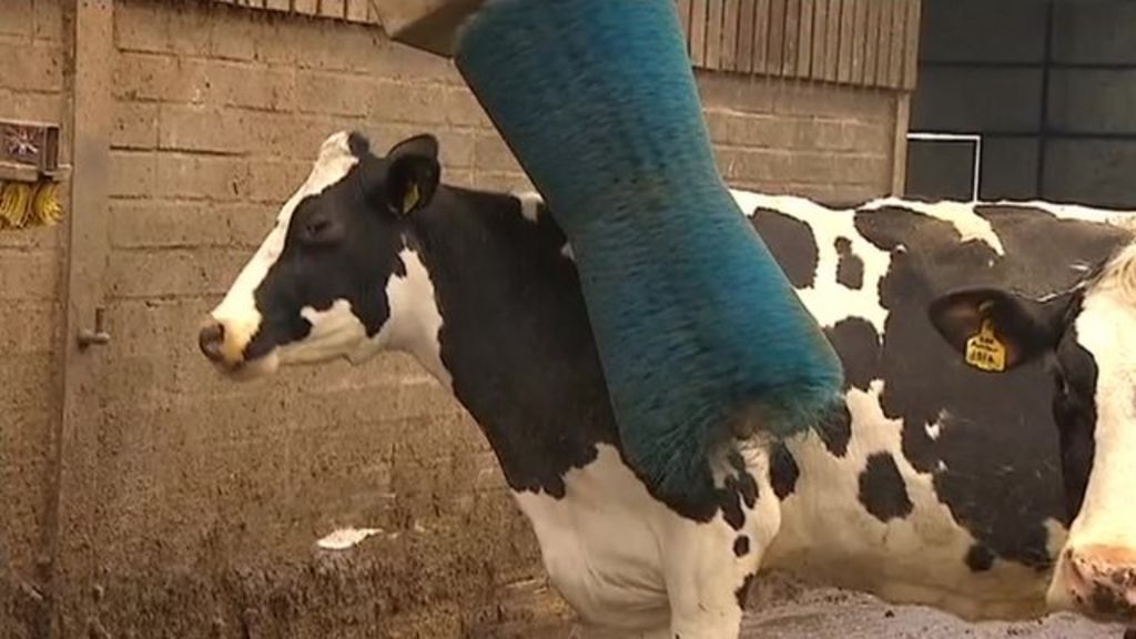 Farmer pampers cows with mattresses - BBC News