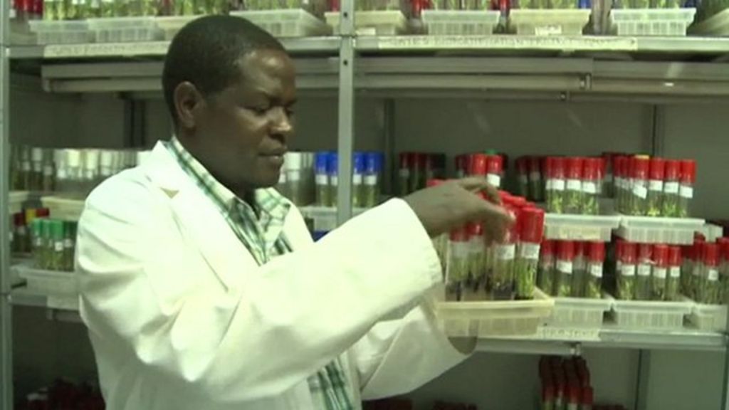 Uganda's genetically modified golden bananas - BBC News