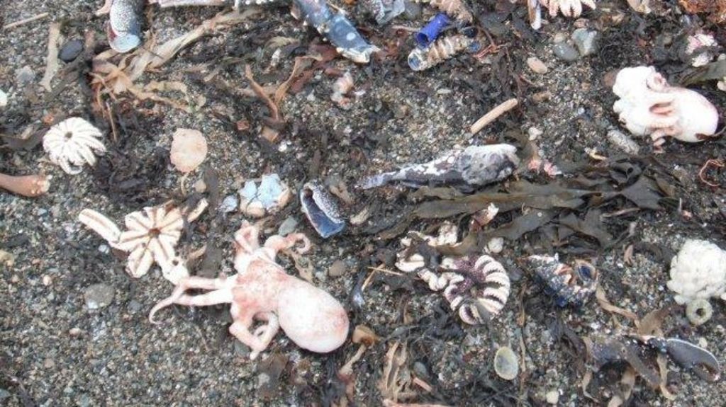 'Phenomenal' number of sea creatures washed up in Ireland by winds ...