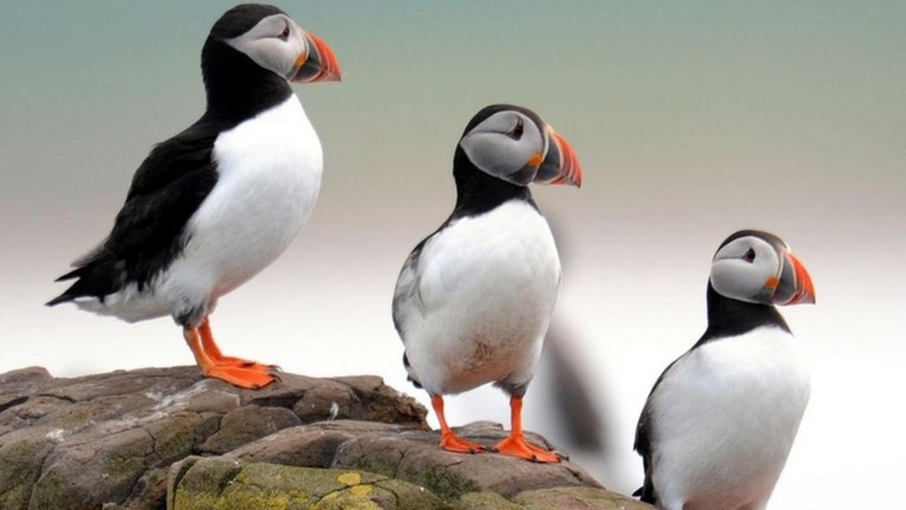 Islanders warned to look out for dead puffins on Burhou - BBC News