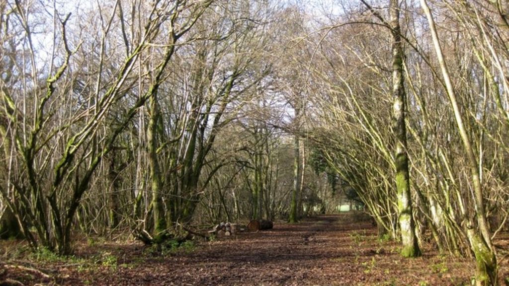 Wiltshire Wildlife Trust receives funding - BBC News