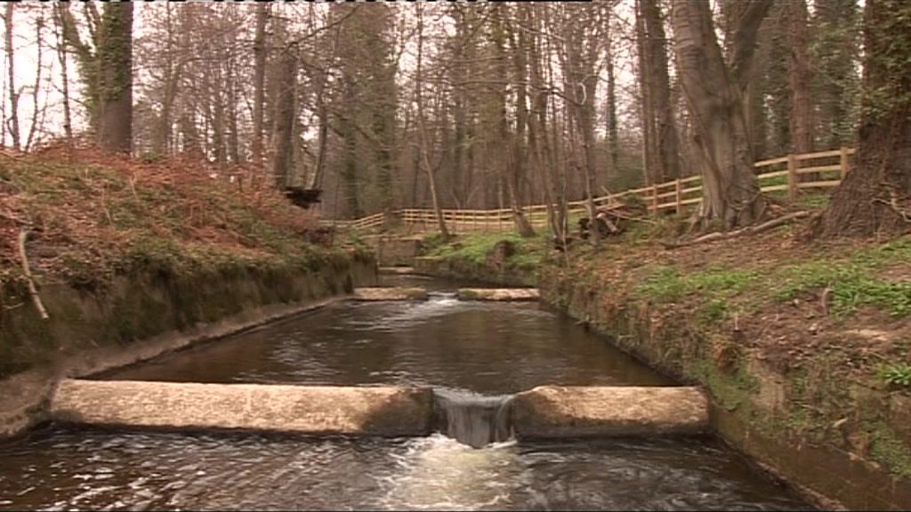 'Escalator' to aid fish survival - BBC News