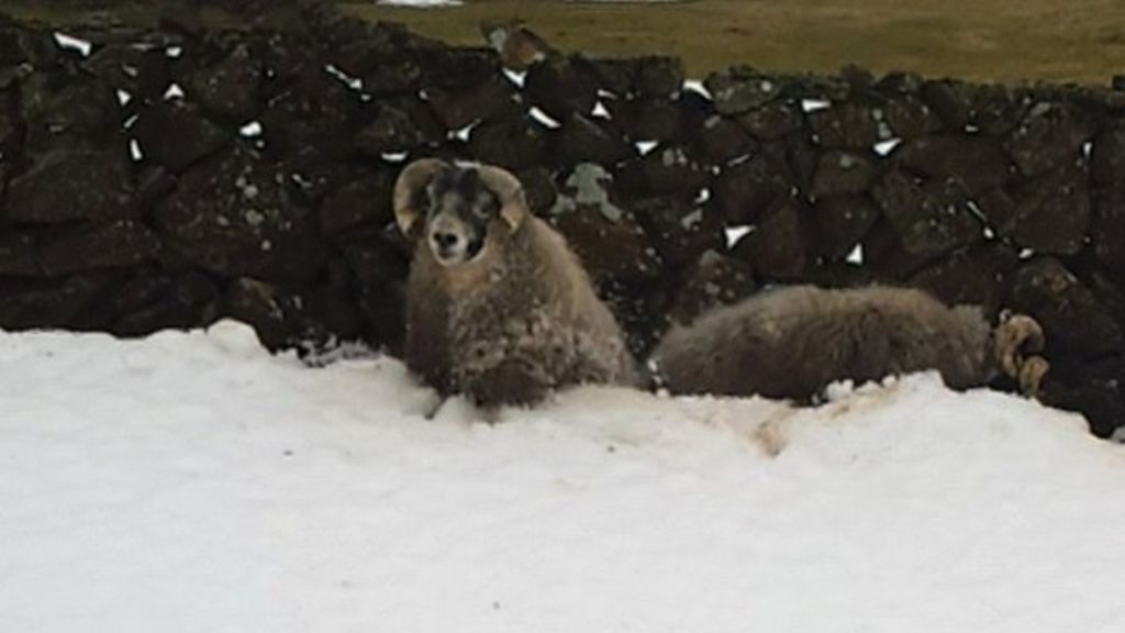 Lost sheep 'survive 23 days trapped in heavy snow' in NI - BBC News