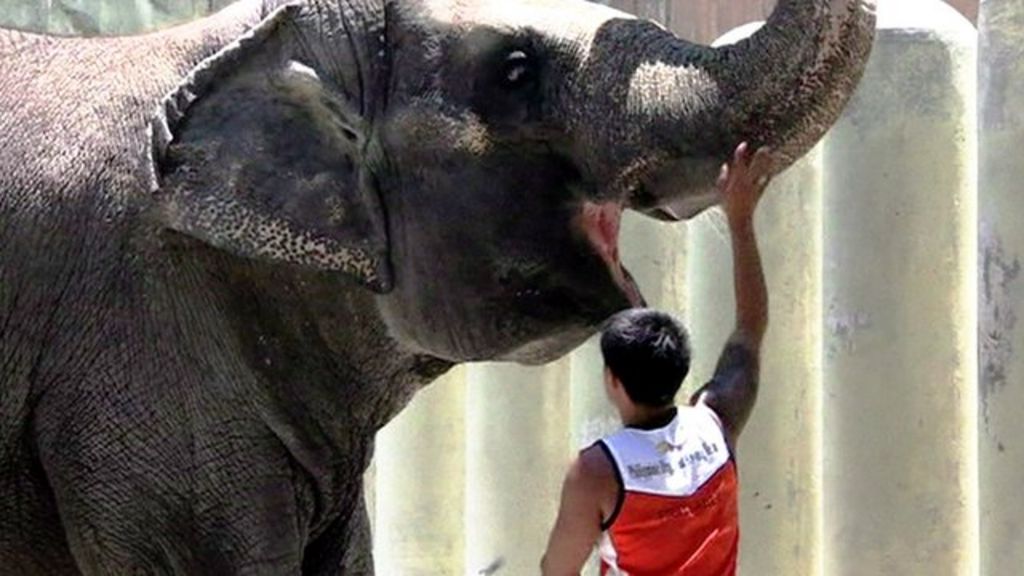 Campaigners call for Philippines elephant 'retirement' - BBC News