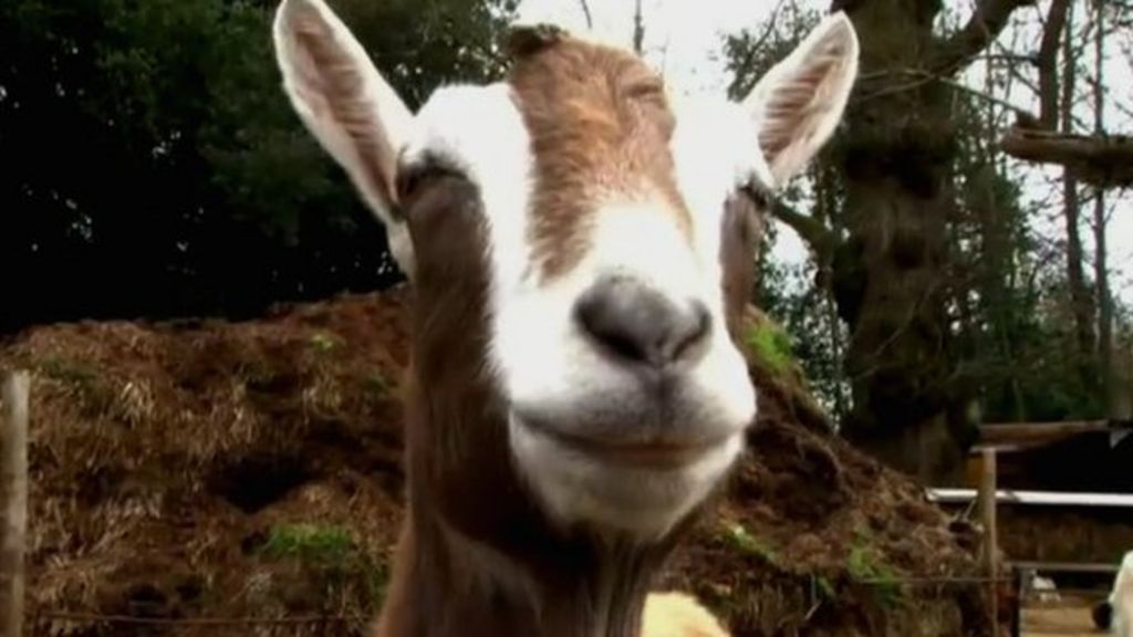 Happy goats: How animal rehab works - BBC News