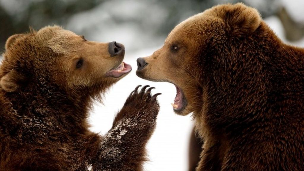 'Enthusiasm' for bringing bears and lynx back to Scotland - BBC News